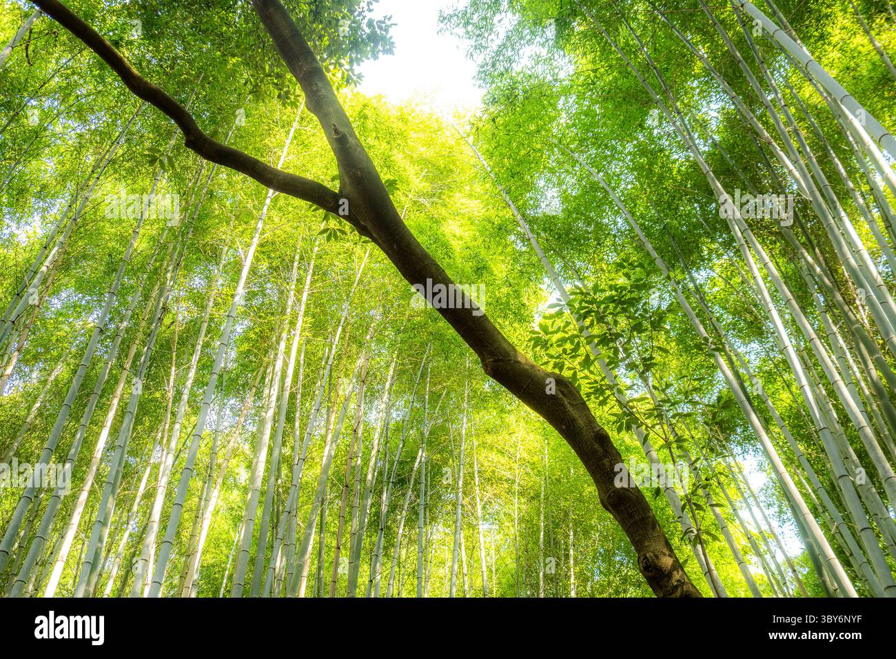 The famous lush green Arashiyama Bamboo Grove in Japan Stock Photo - Alamy