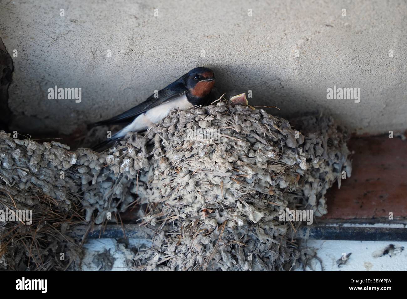Protecting avian species hi-res stock photography and images - Alamy