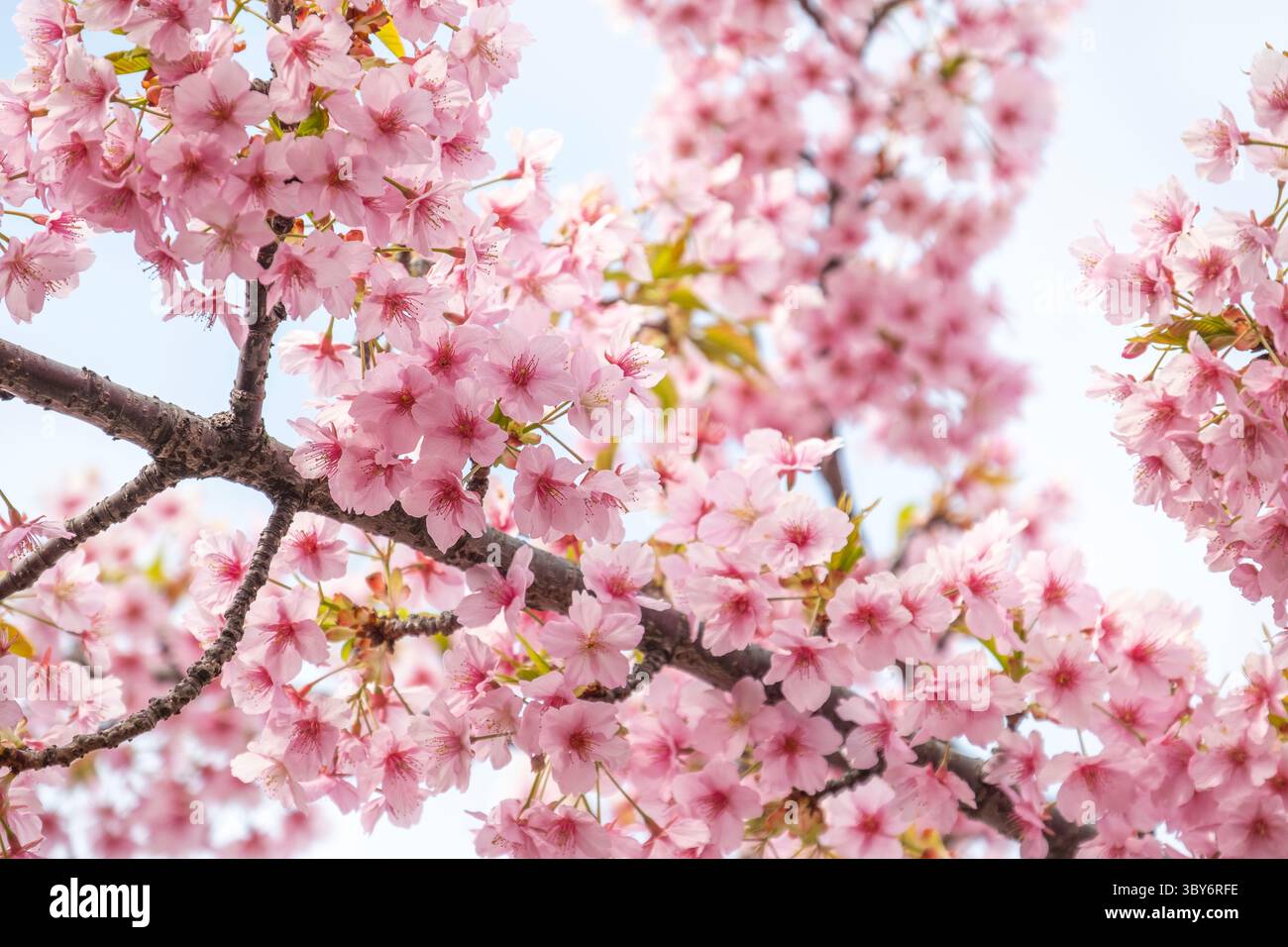 Sakura cherry blossom in full bloom in Tokyo, Japan Stock Photo - Alamy