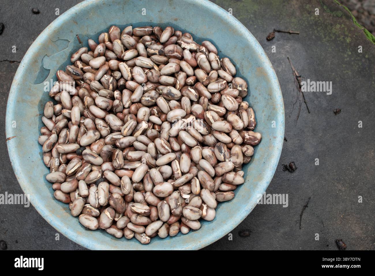 Developing jackfruit hi-res stock photography and images - Alamy