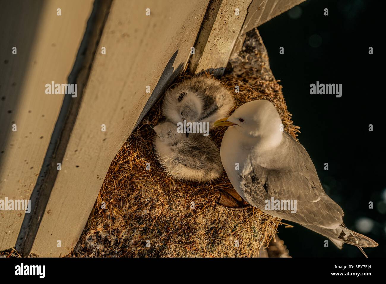 Norways common breeding species of birds hi-res stock photography and ...