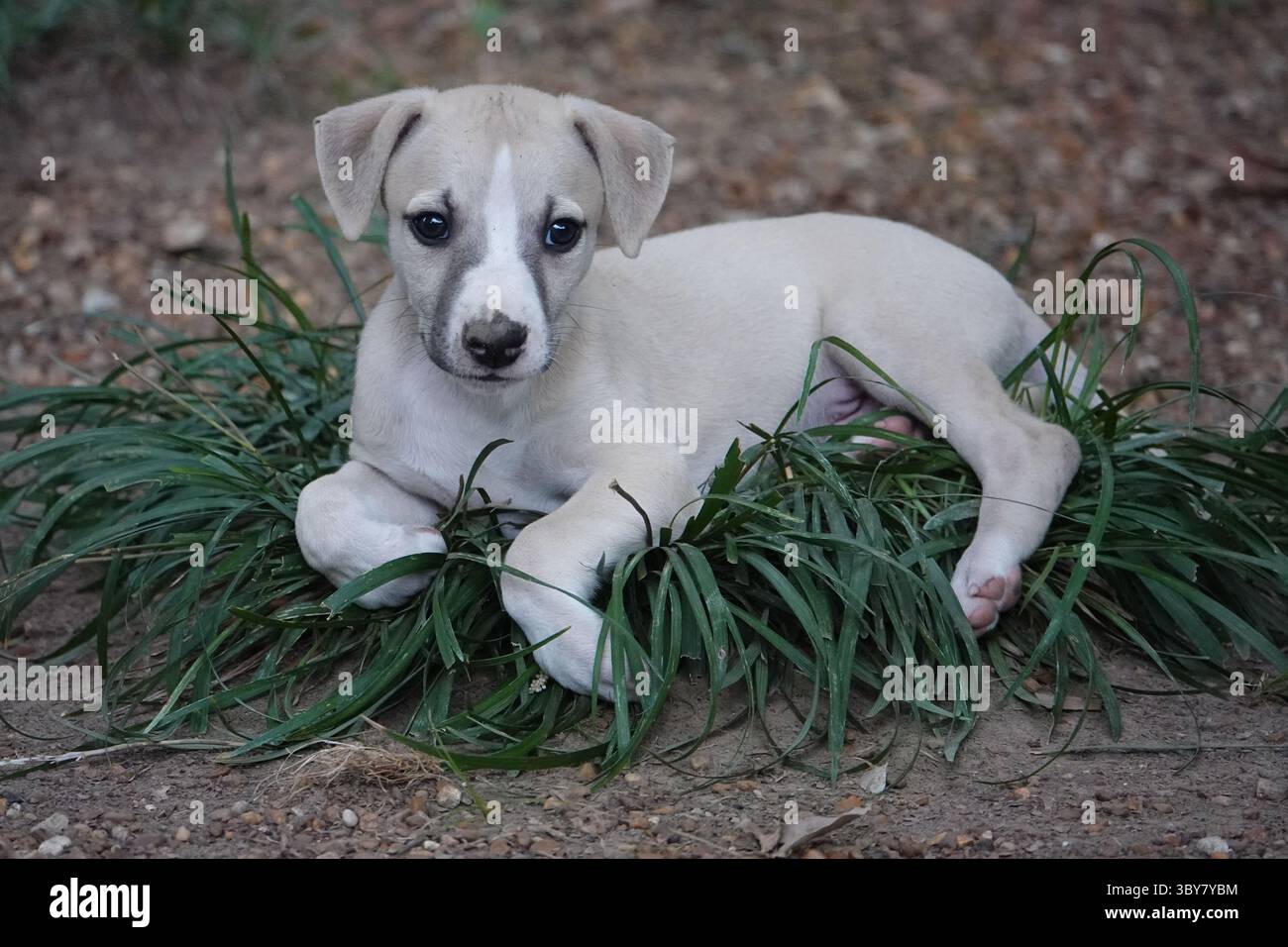July 28, 2018, Memphis, Tennessee, USA: A whippet puppy in Memphis ...