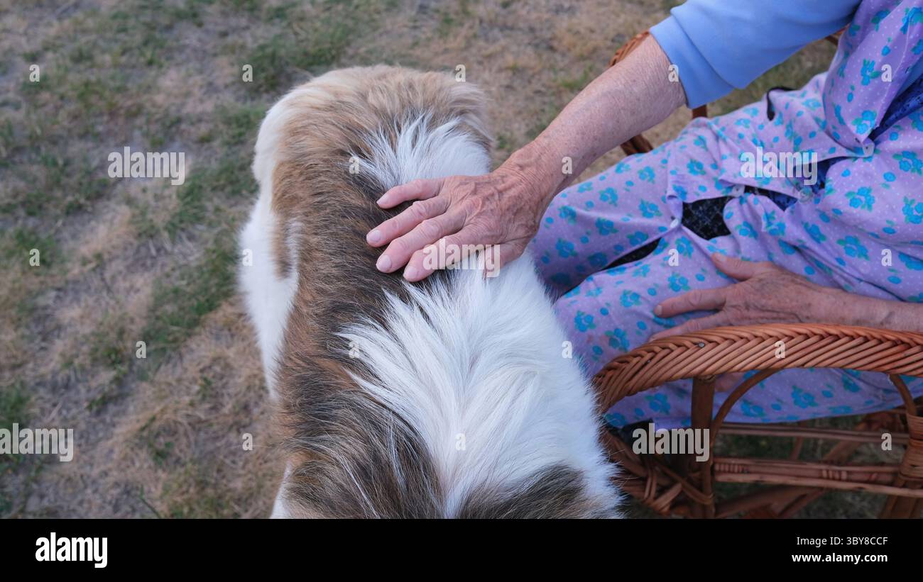 Dog elderly hand hi-res stock photography and images - Alamy