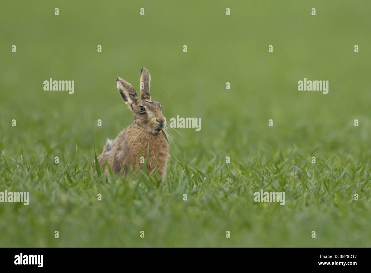 European brown hare (Lepus europaeus) adult animal eating in a farmland ...