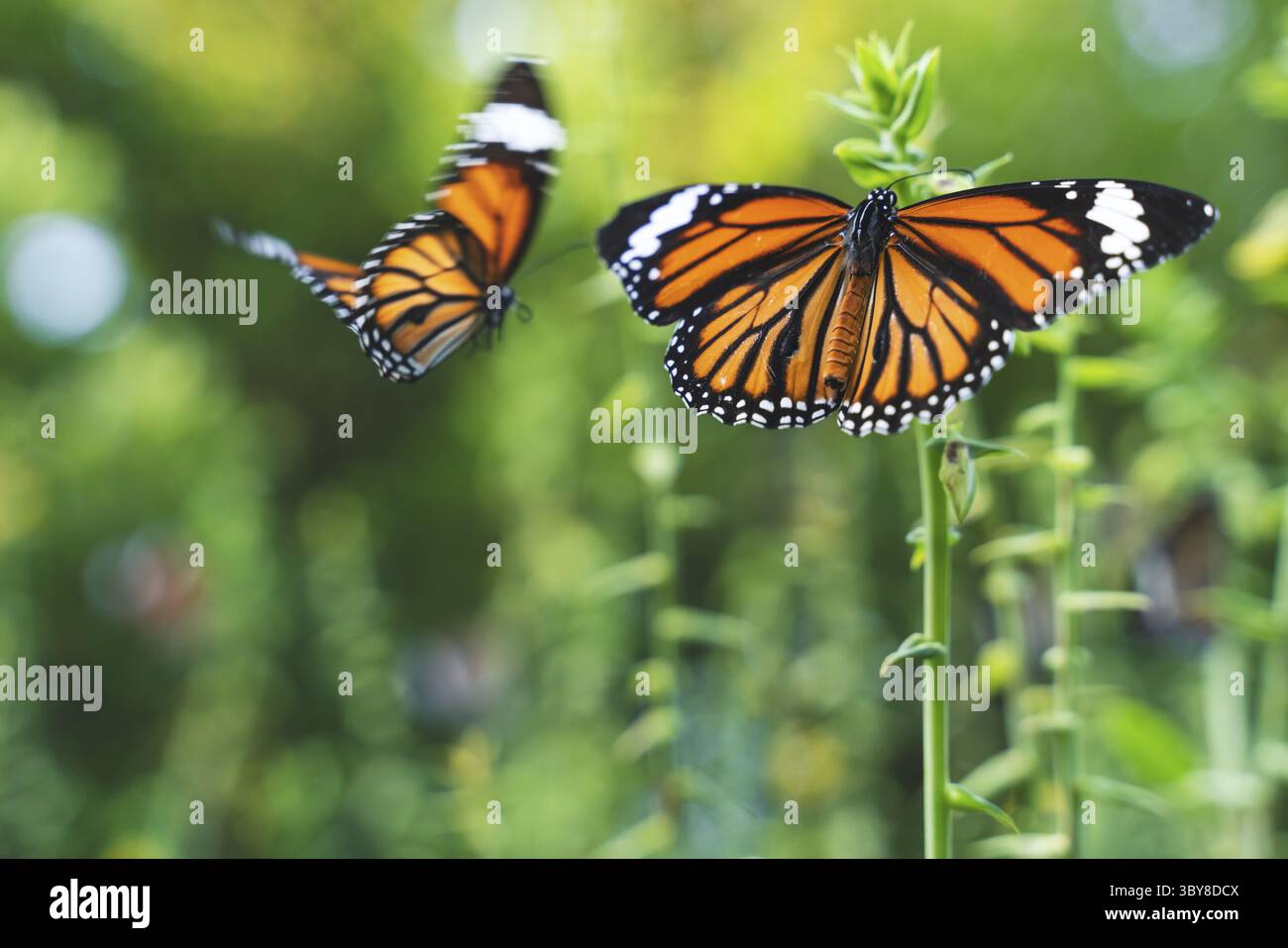 Two monarch butterflies, Danaus plexippus, sitting on green plant and ...
