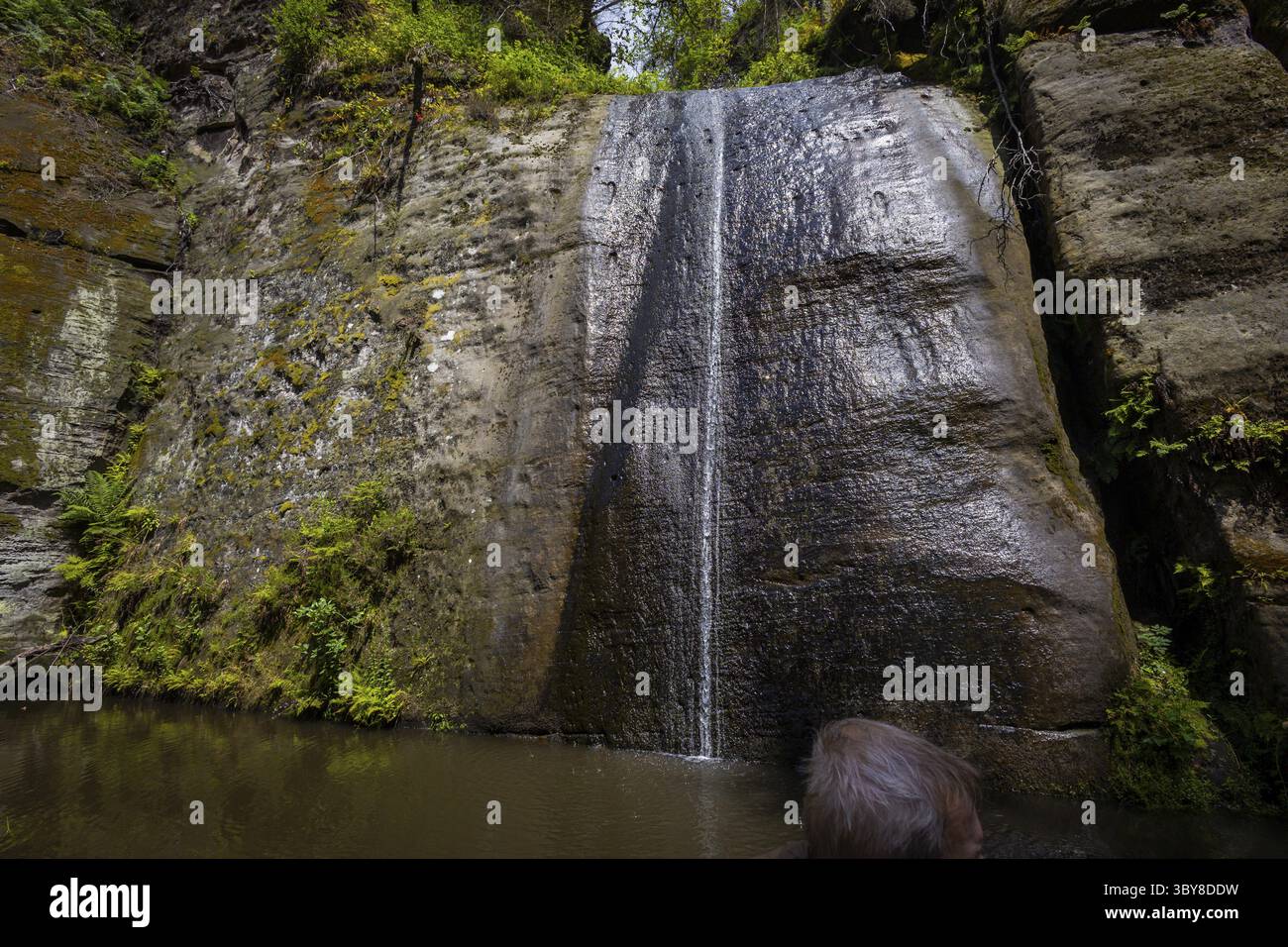 After the forest fires three years ago in Saxon-Bohemian Switzerland ...