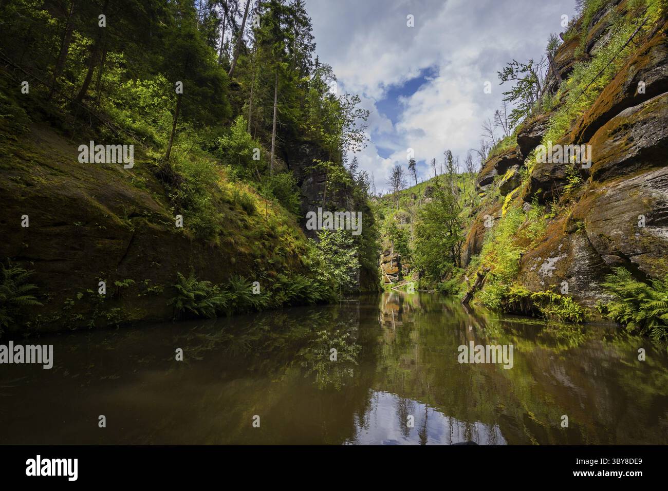 After the forest fires three years ago in Saxon-Bohemian Switzerland ...