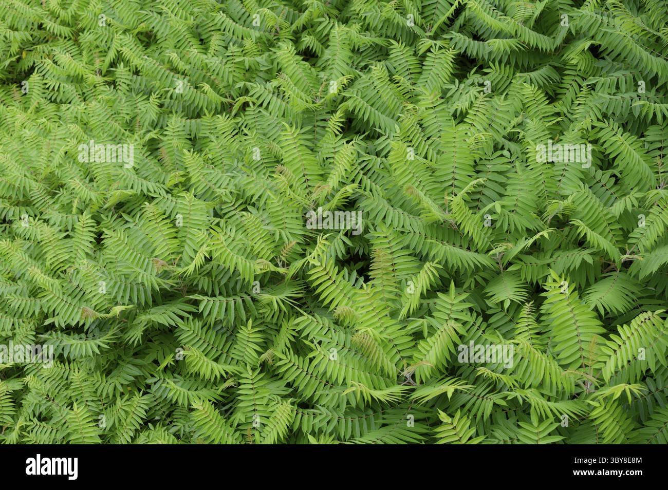 Vinegar tree (Rhus typhina), plant, invasive, neophyte, spread ...