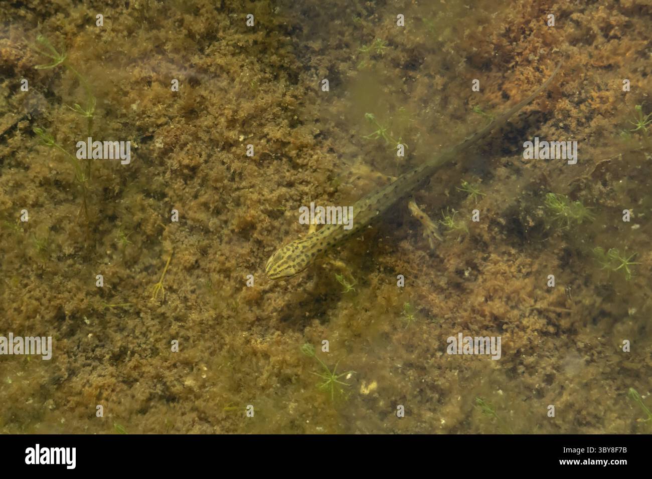 Smooth or Common newt (Lissotriton vulgaris) adult amphibian in a pond ...