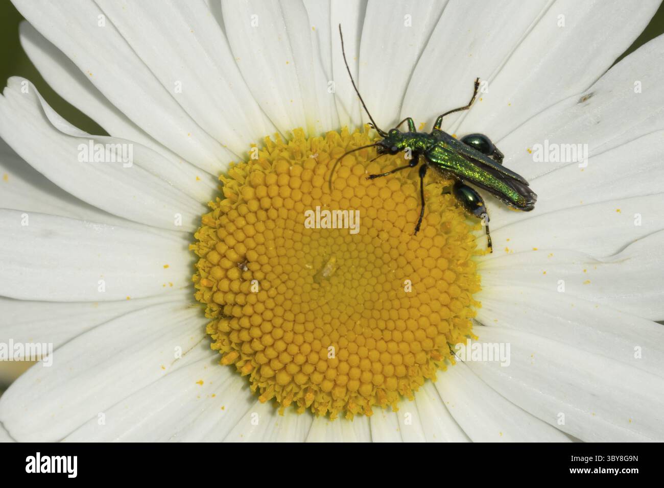 Thick-legged flower beetle (Oedemera nobilis) adult insect on an Oxeye ...