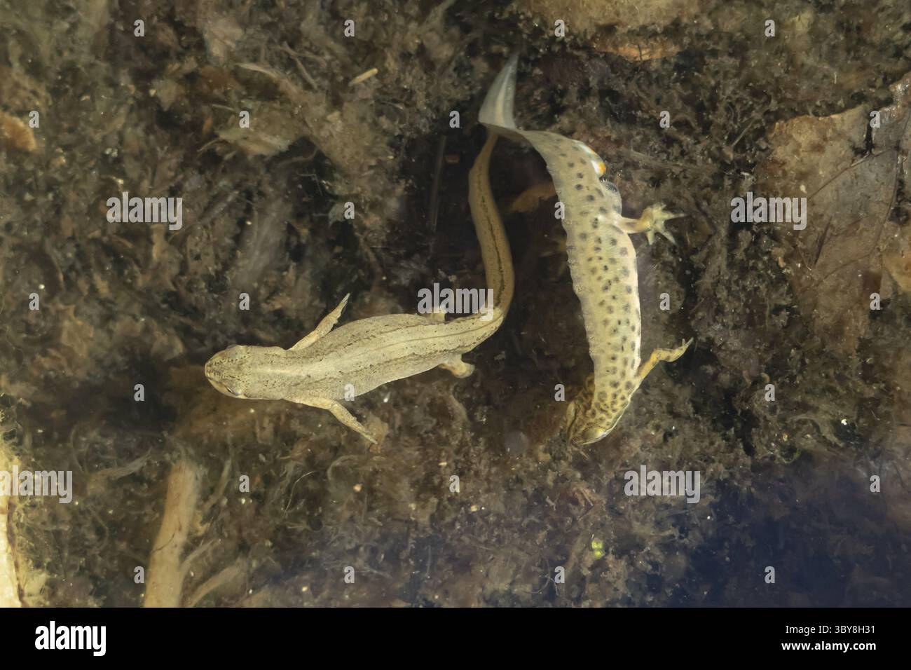 Smooth or Common newt (Lissotriton vulgaris) adult male amphibian ...