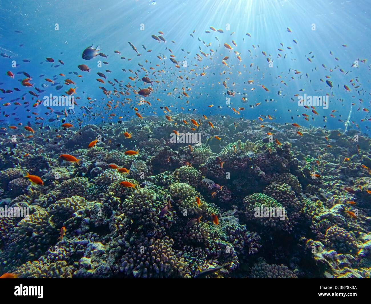 Stunning tropical coral reef scenery with shoals of anthias swimming on ...