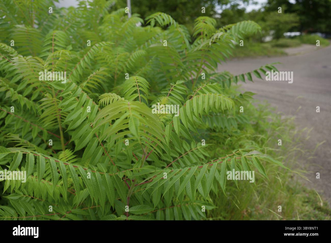 Vinegar tree (Rhus typhina), plant, invasive, neophyte, spread ...