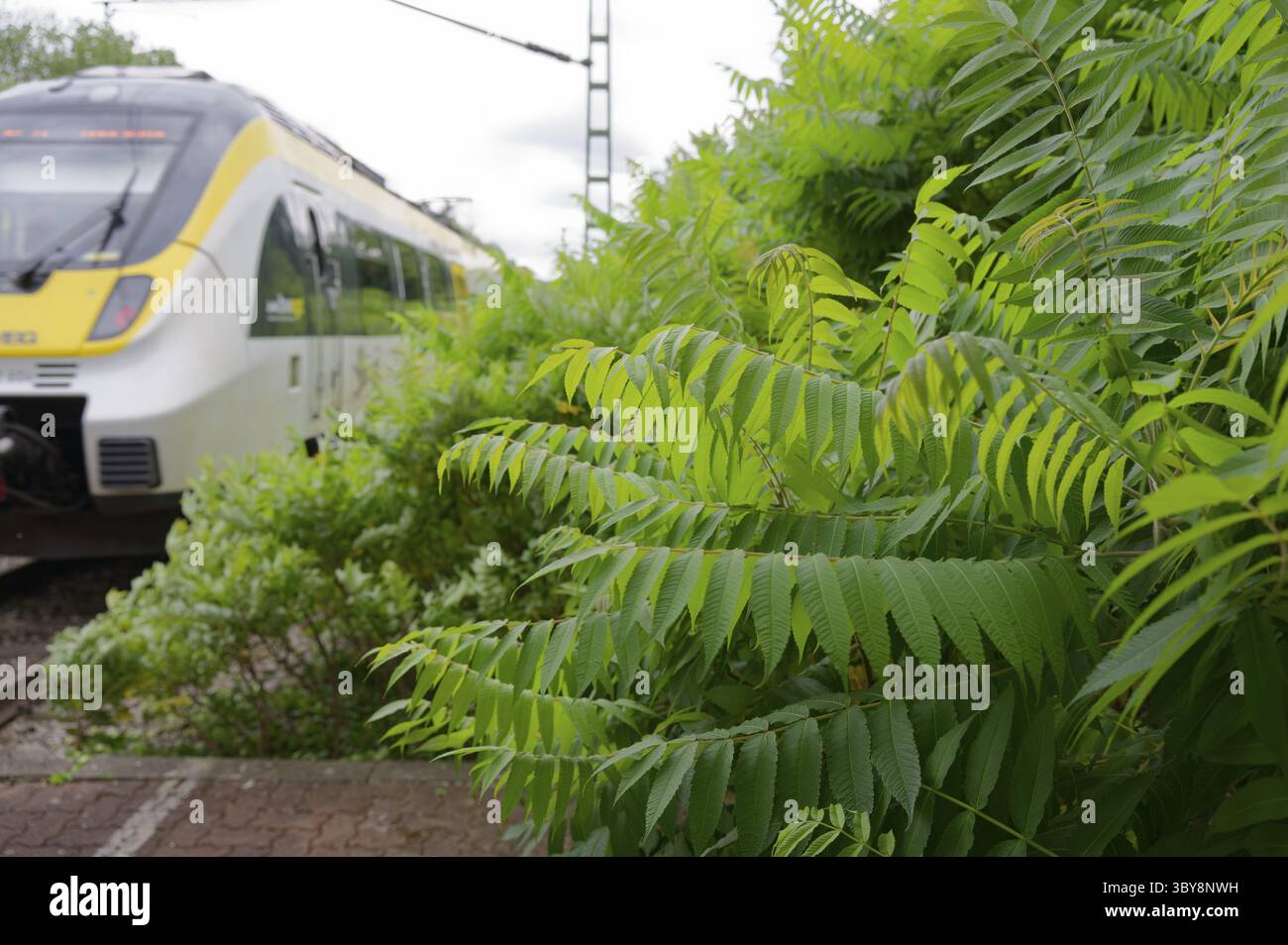 Vinegar tree (Rhus typhina), plant, invasive, neophyte, spread ...