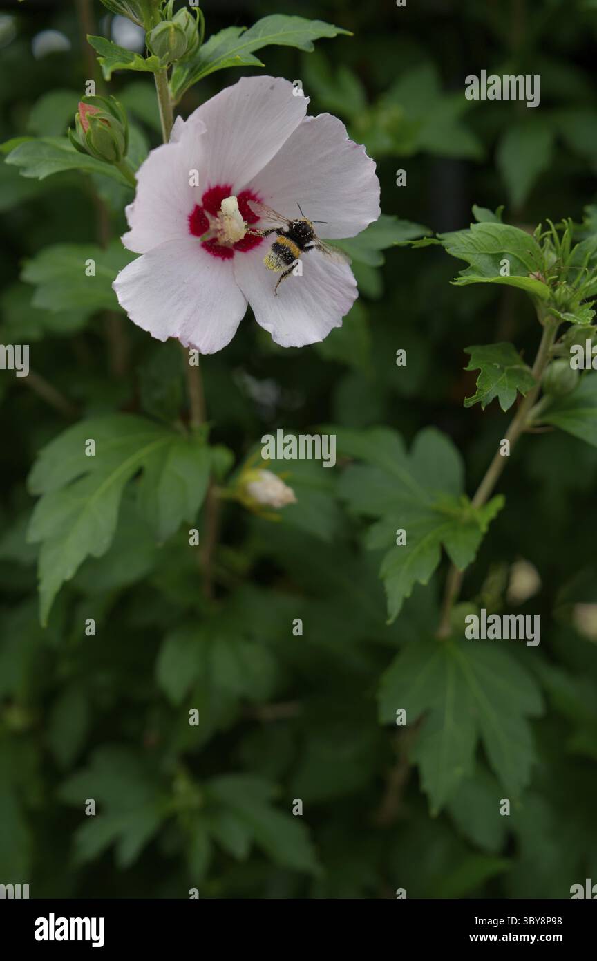 Hibiscus (Hibiscus), bumblebee, bee pasture, insect pasture, bee ...