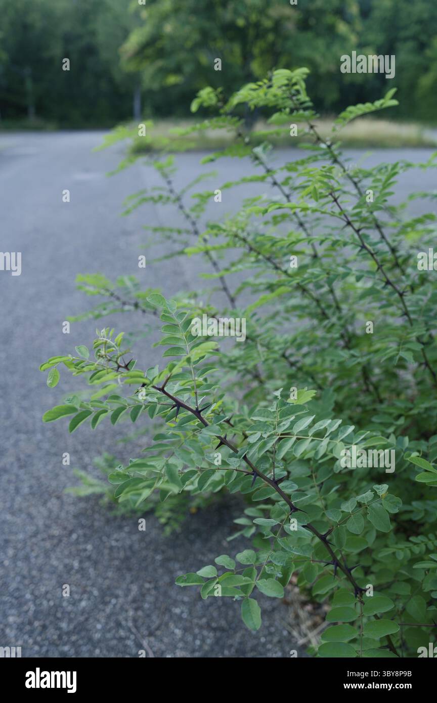 Common robinia (Robinia pseudoacacia), false acacia, invasive, neophyte ...