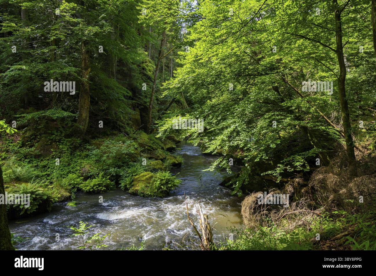 After the forest fires three years ago in Saxon-Bohemian Switzerland ...