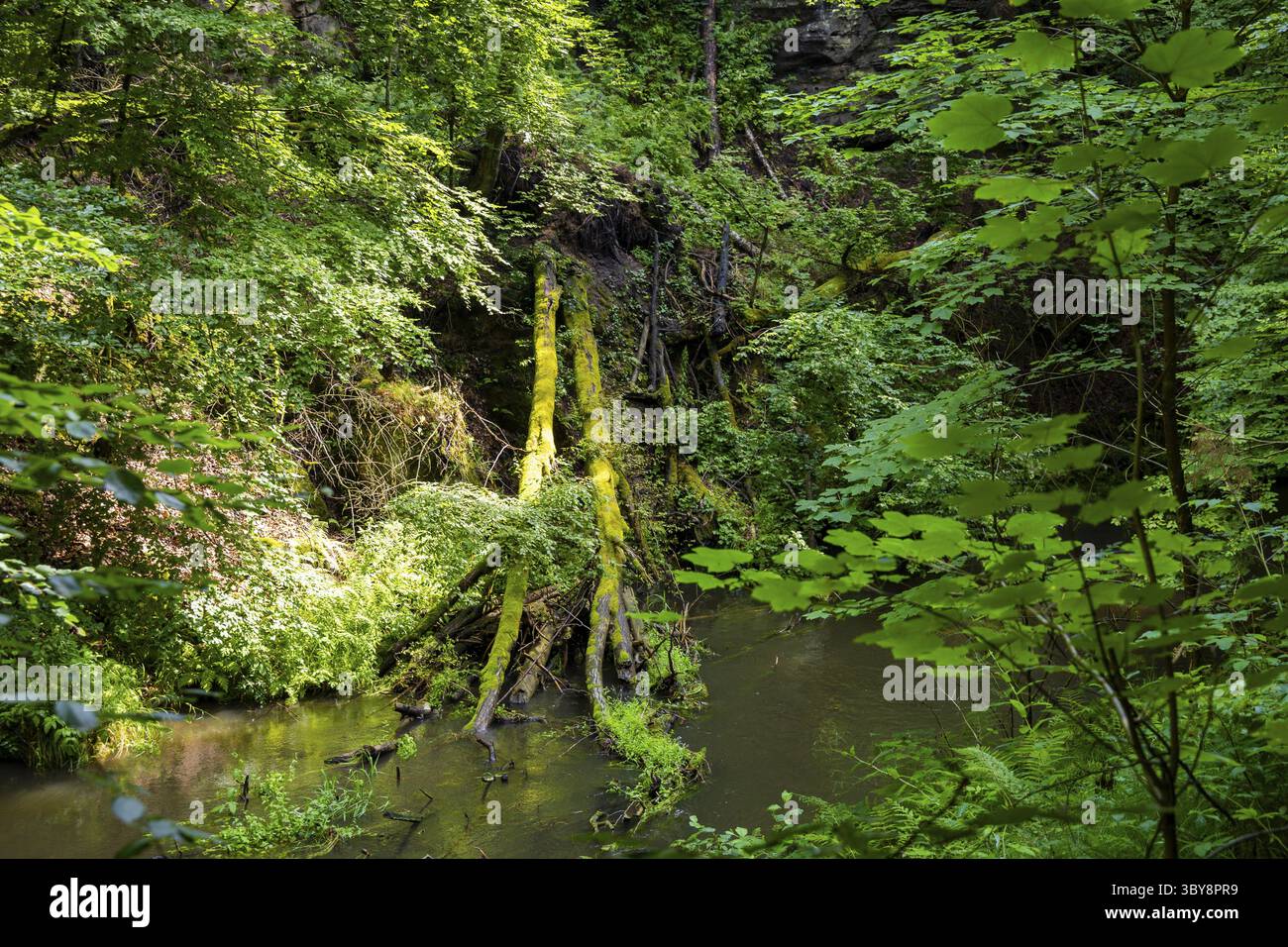 After the forest fires three years ago in Saxon-Bohemian Switzerland ...