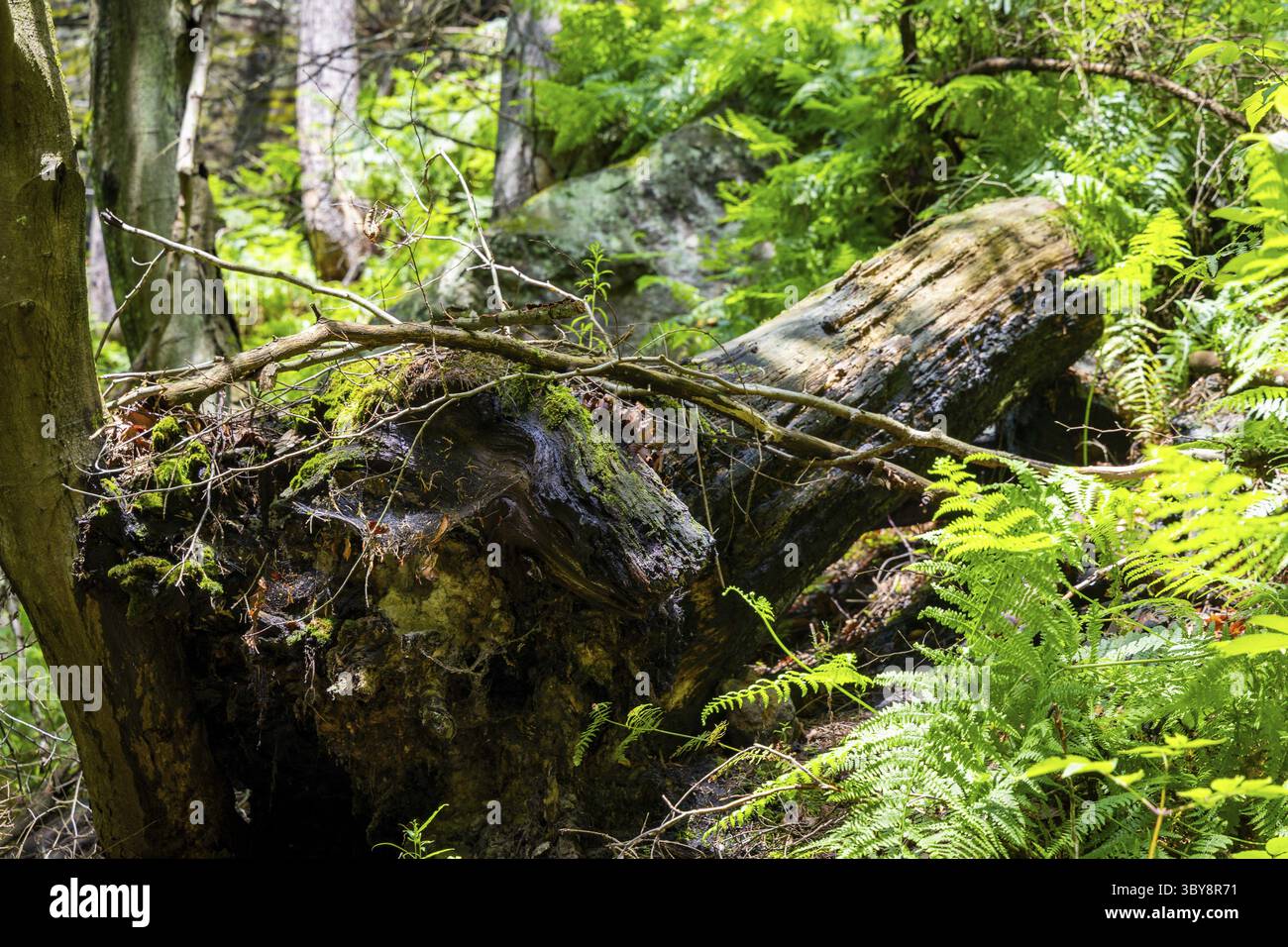 After the forest fires three years ago in Saxon-Bohemian Switzerland ...