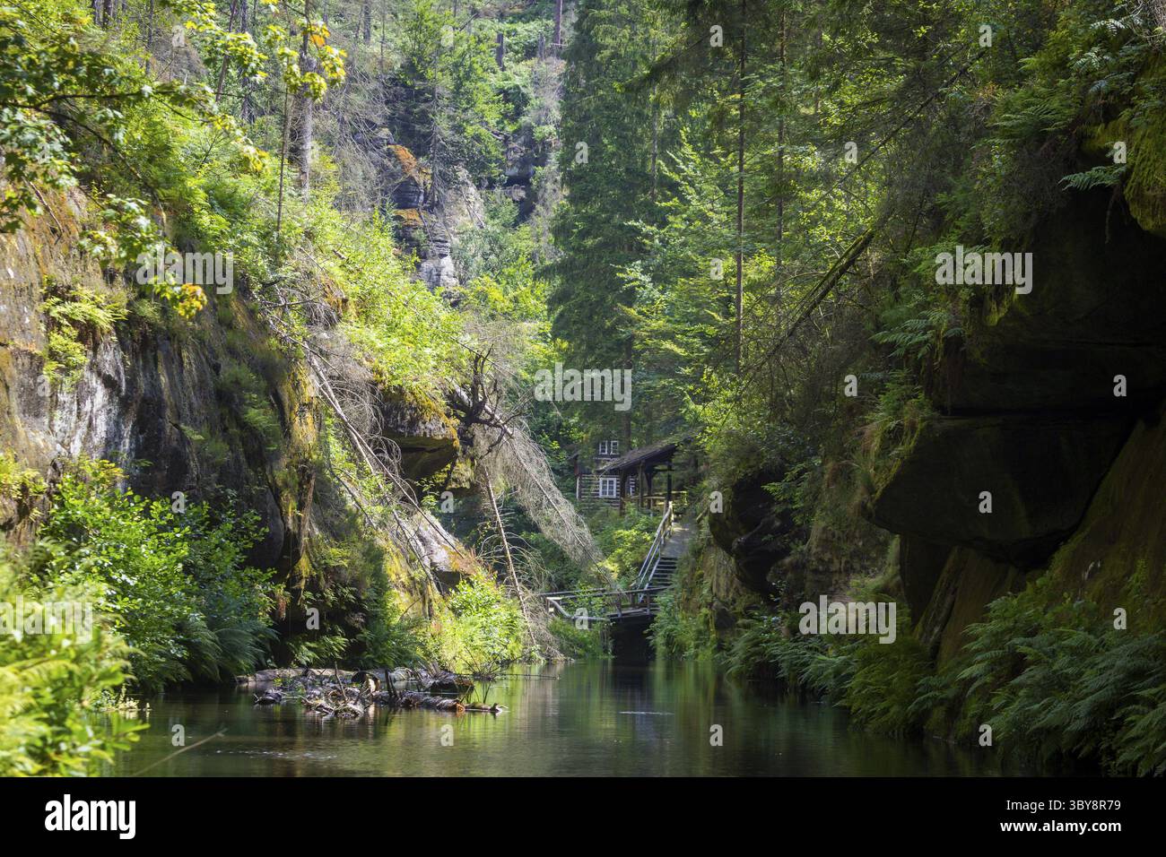 After the forest fires three years ago in Saxon-Bohemian Switzerland ...