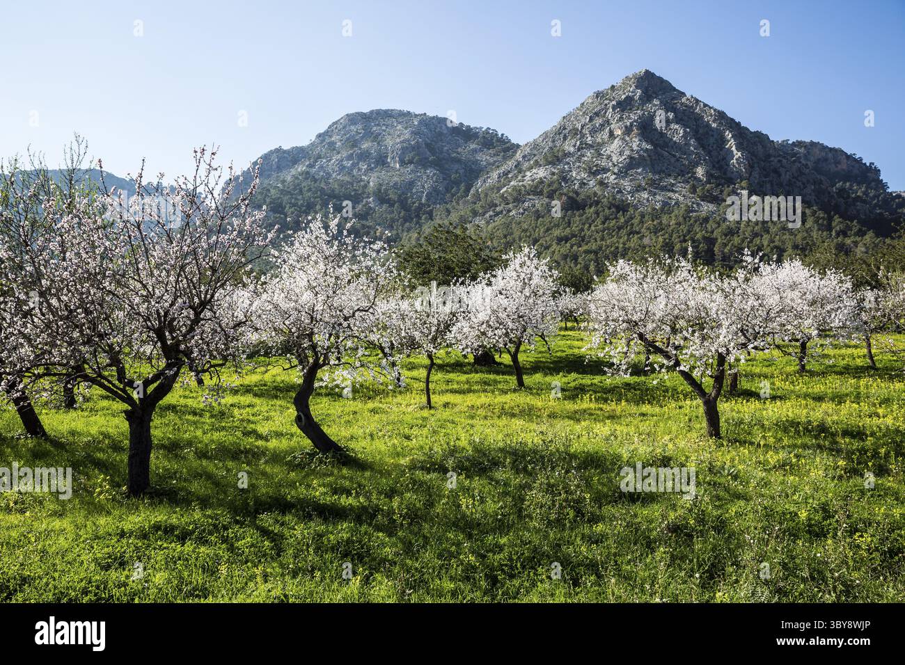 Flowering almond trees in a plantation on Majorca, Spain Stock Photo ...