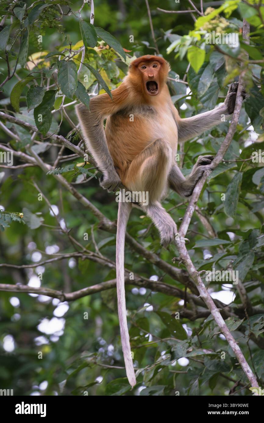 Female Proboscis Monkey or Long-Nosed Monkey, Nasalis larvatus, with ...