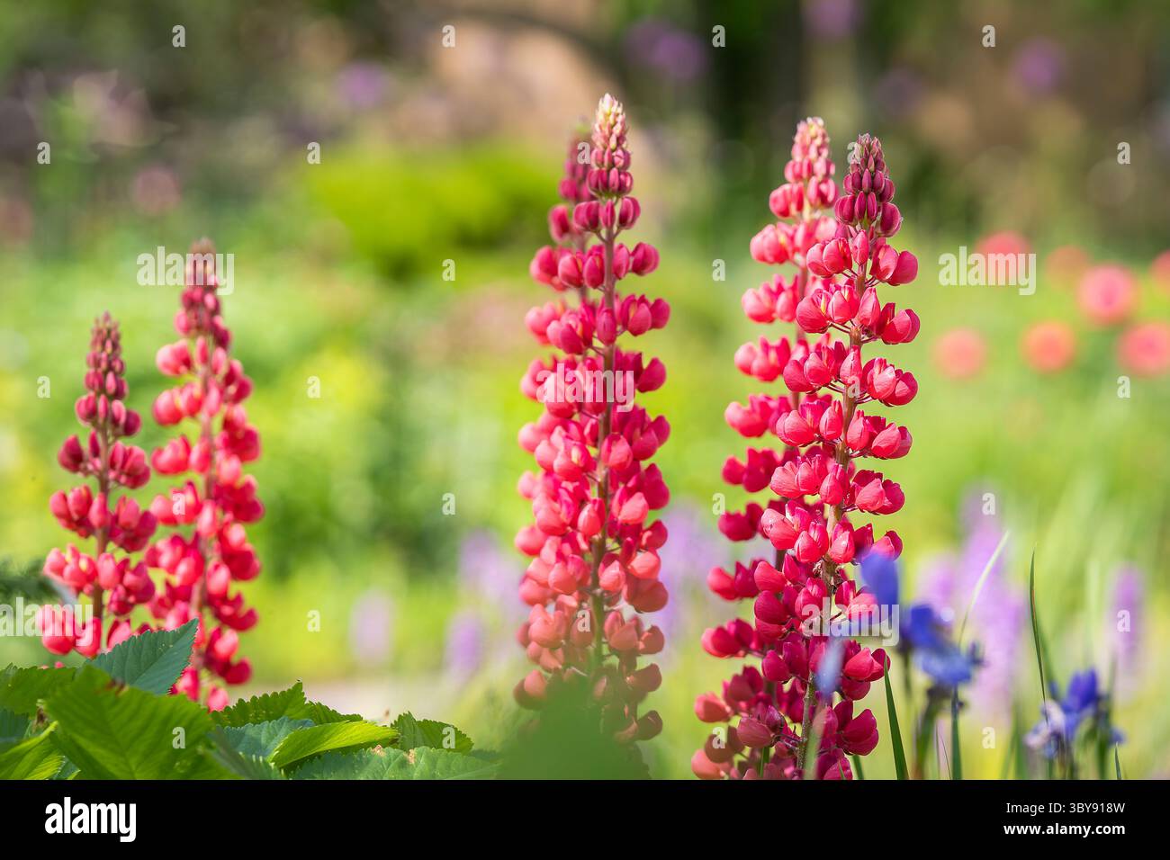 Red lupinus flowers in the garden. Lupin My Castle (Lupinus x russellii ...
