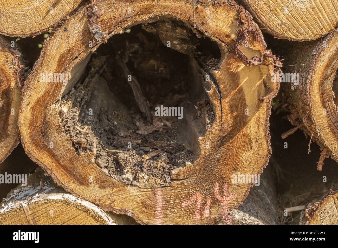 Felled tree trunk core hi-res stock photography and images - Alamy