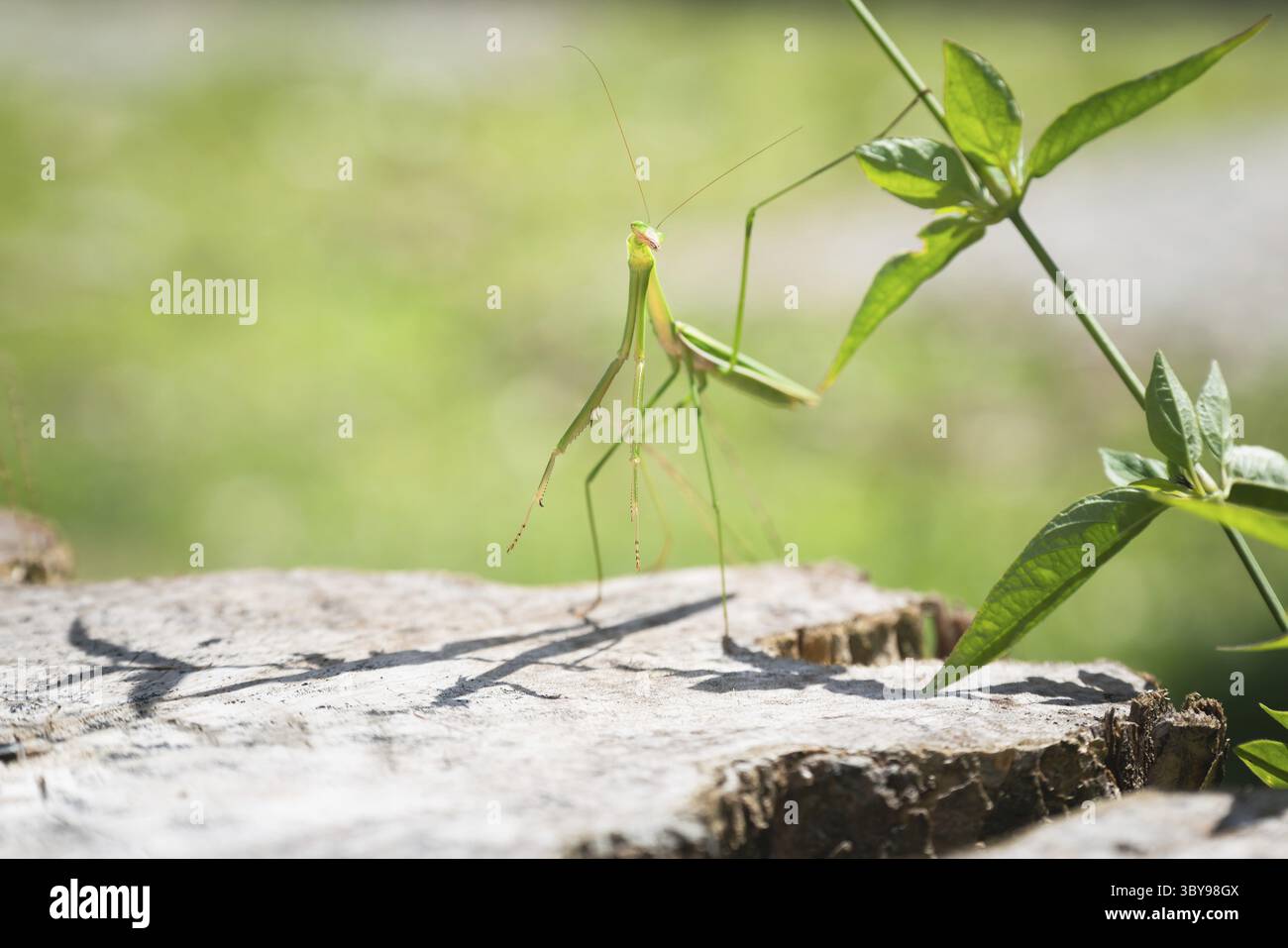 Sunlit green mantis insect hi-res stock photography and images - Alamy