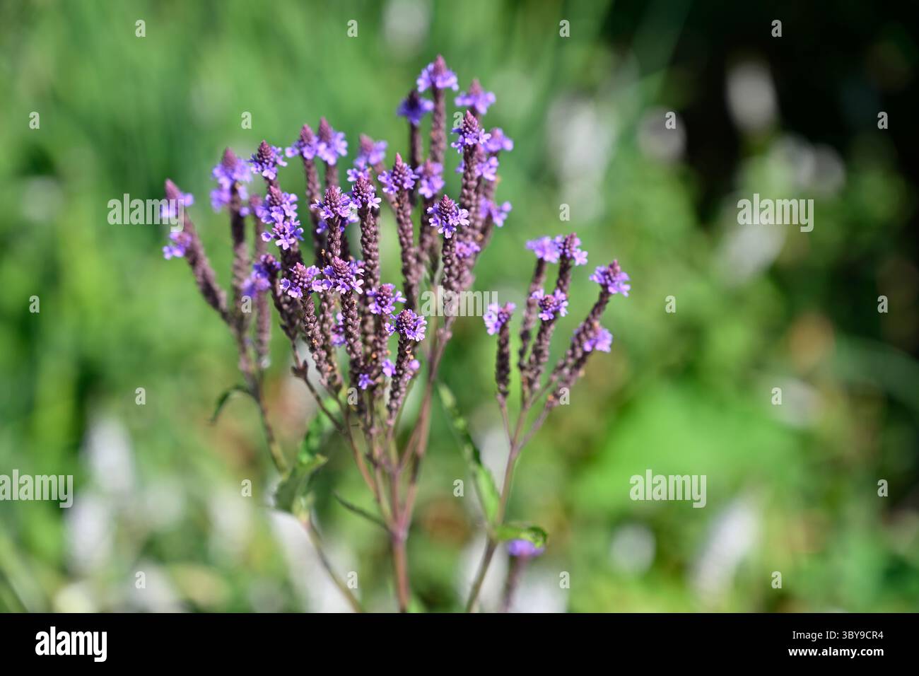 Blue vervain hi-res stock photography and images - Alamy