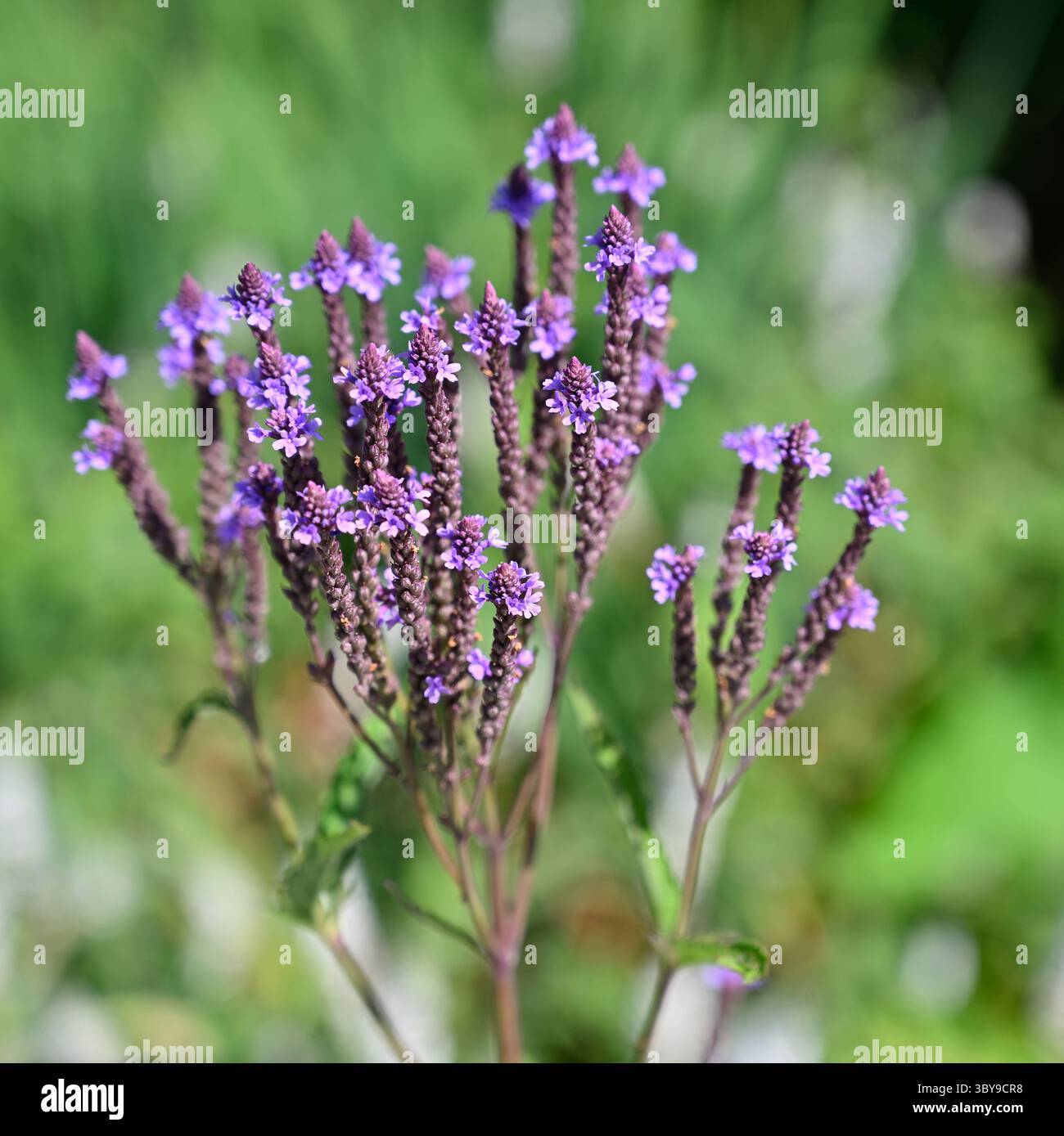 Blue vervain hi-res stock photography and images - Alamy