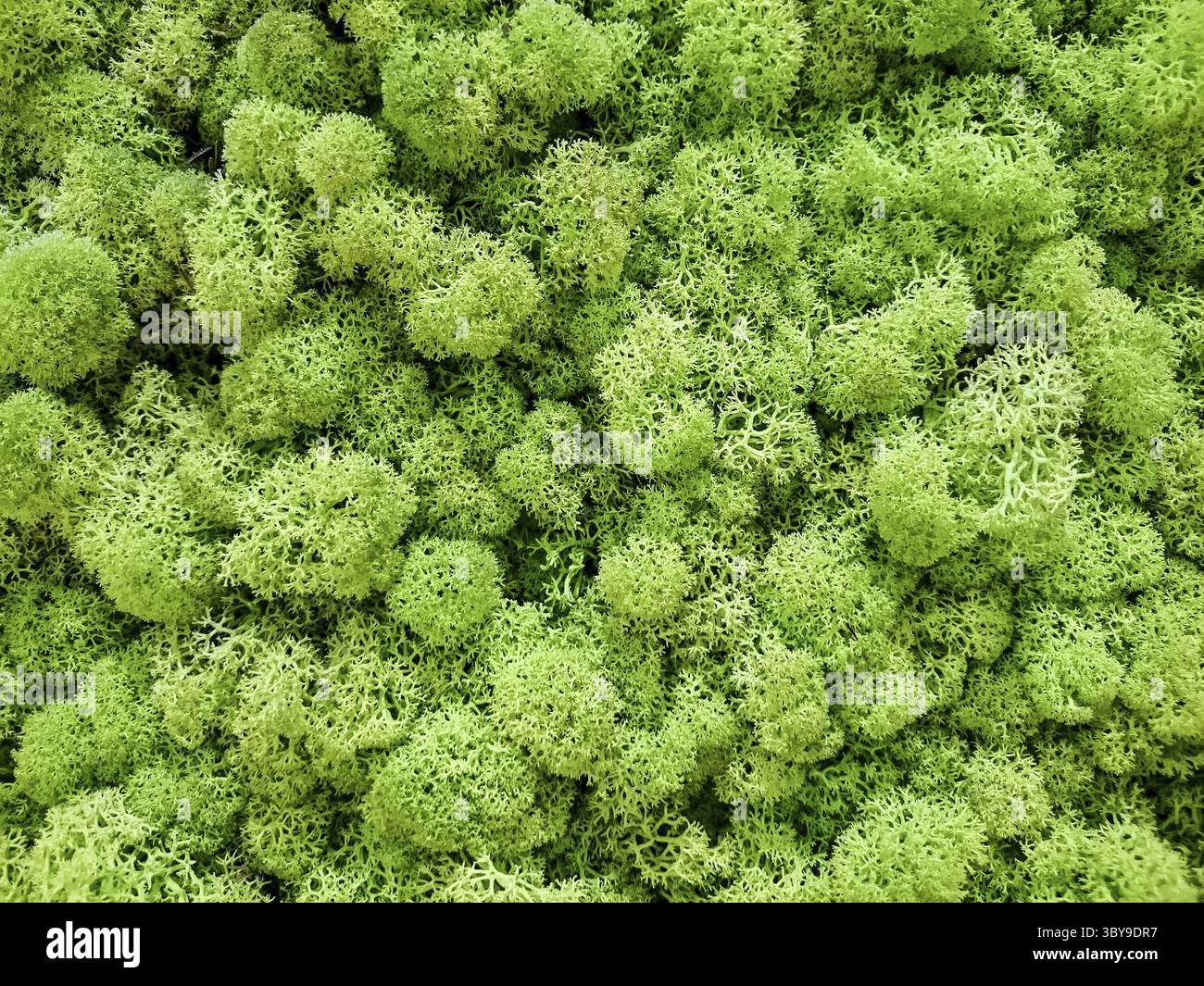 Edible green algae hi-res stock photography and images - Alamy