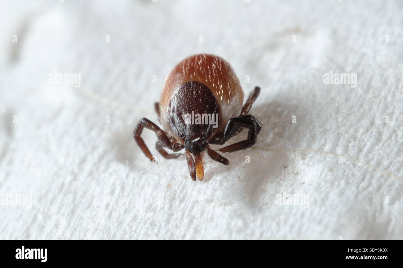A macro magnified shot of a tick removed after feeding laying on a ...