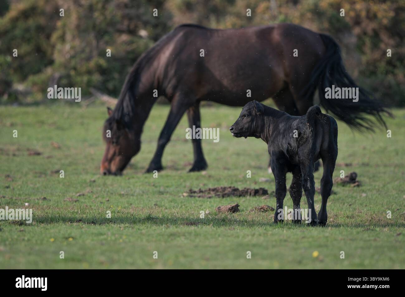 Livestock mixing as they roam free in The New Forest Hampshire England ...