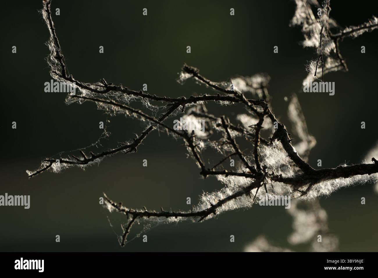 A tree branch covered in pollen and cotton grass blown by the wind and ...