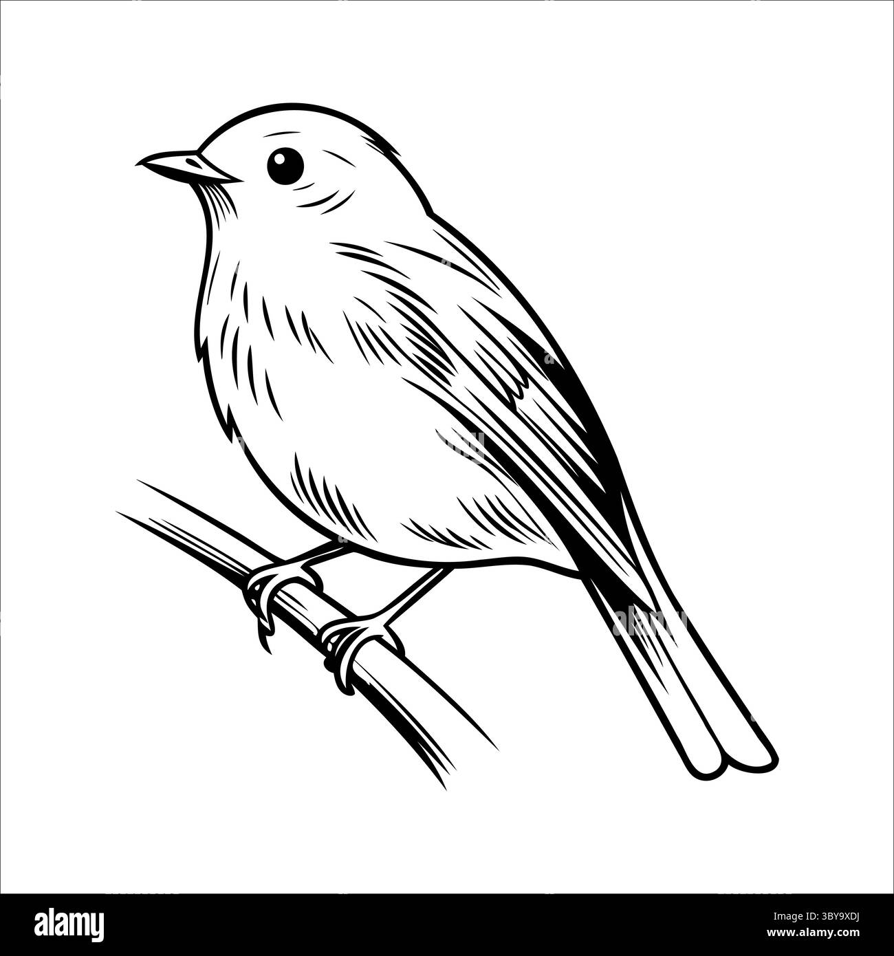 With short tail Black and White Stock Photos & Images - Alamy