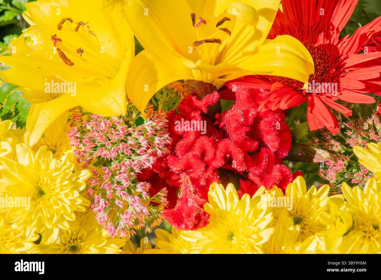 Joyful blooms hi-res stock photography and images - Alamy