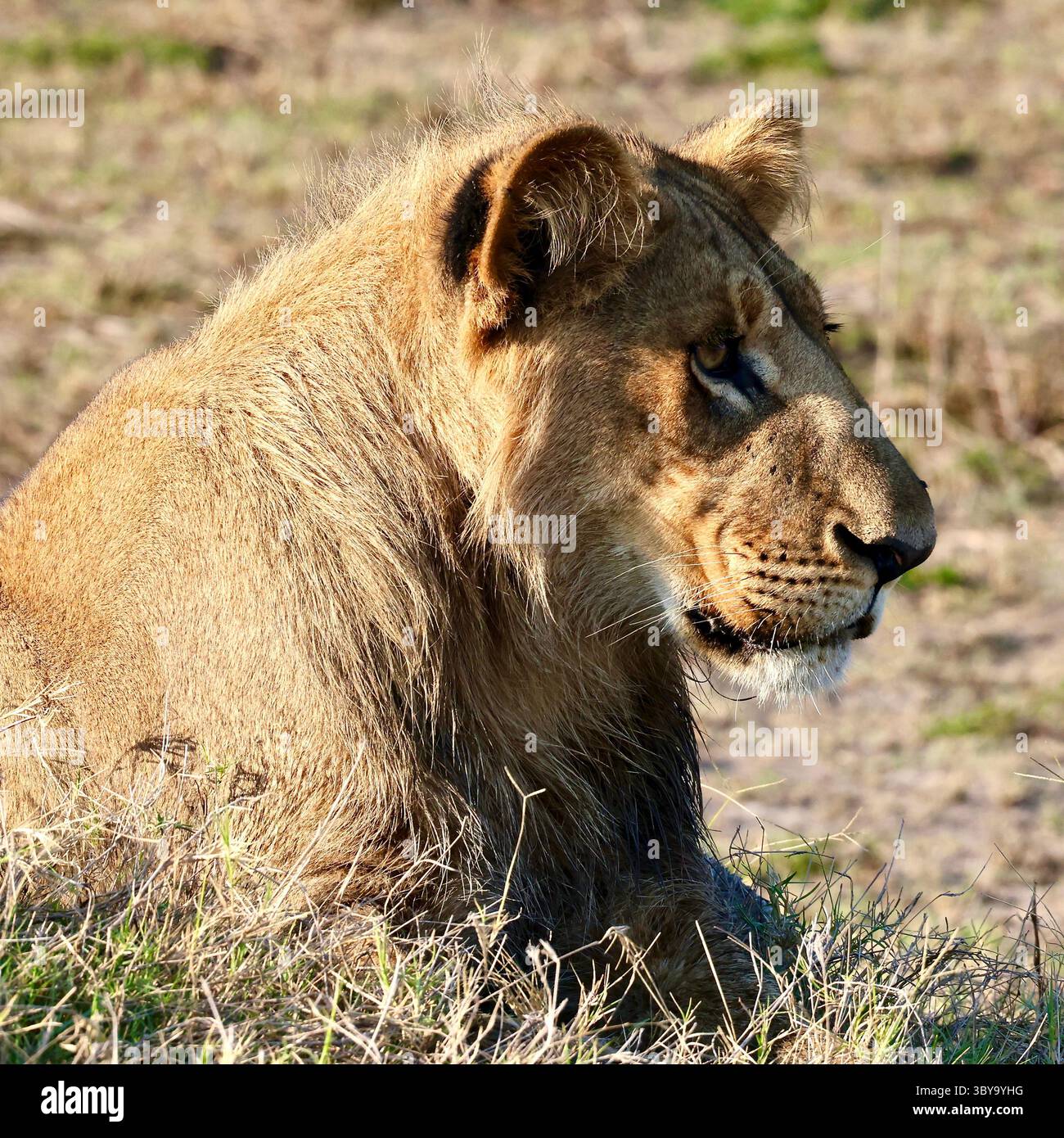 Okavango Delta Lion Pride Stock Photo - Alamy