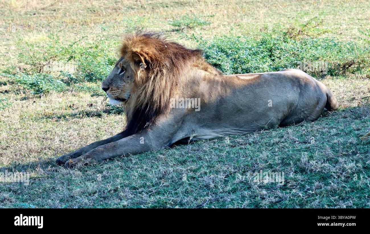 Okavango Delta Lion Pride Stock Photo - Alamy
