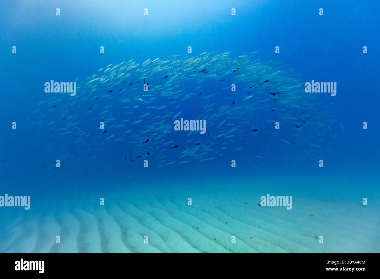 School of Barracuda, Sphyraena, fish in clear blue water and white ...