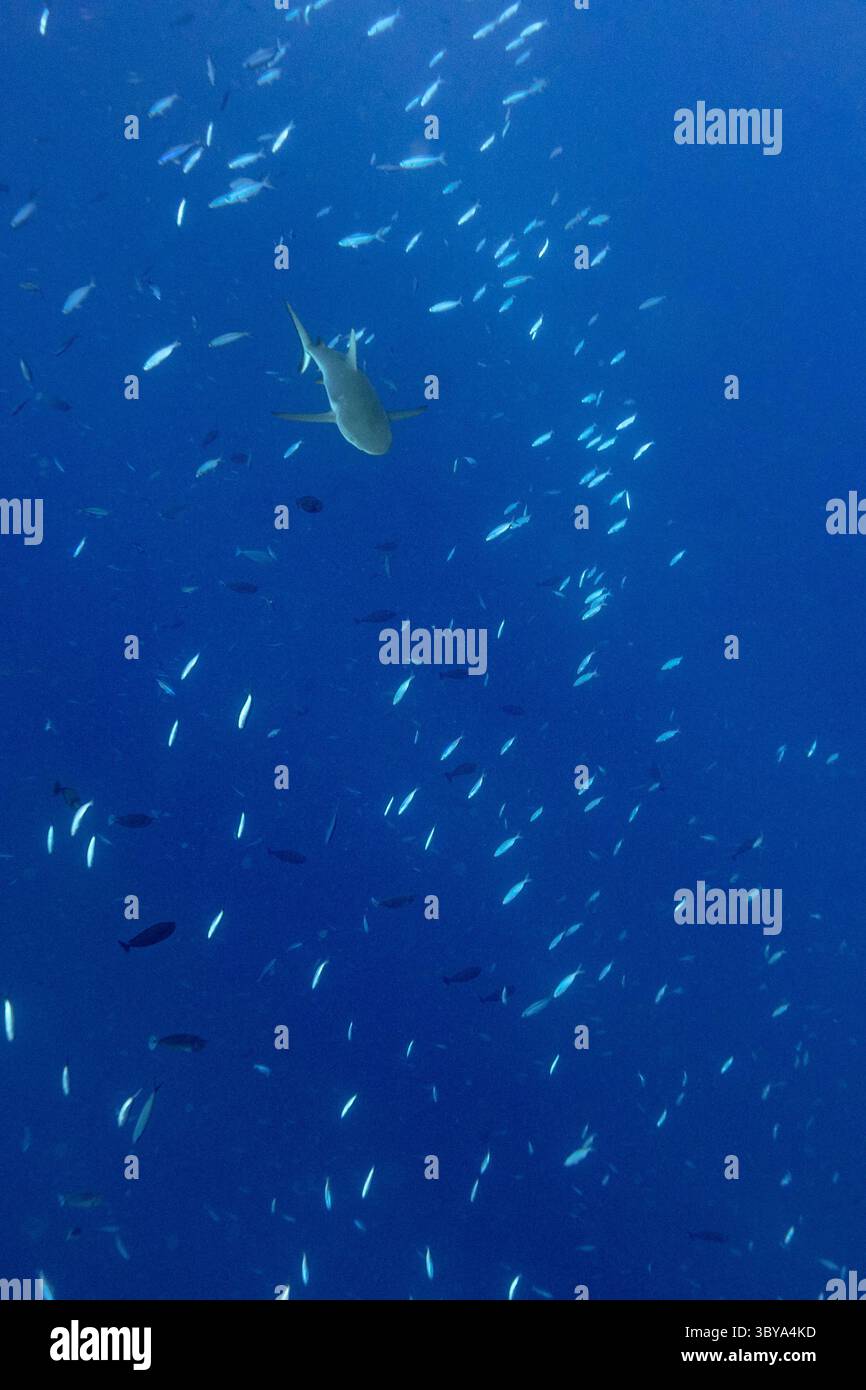 A shark swims through a school of fish in the deep blue sea, likely ...