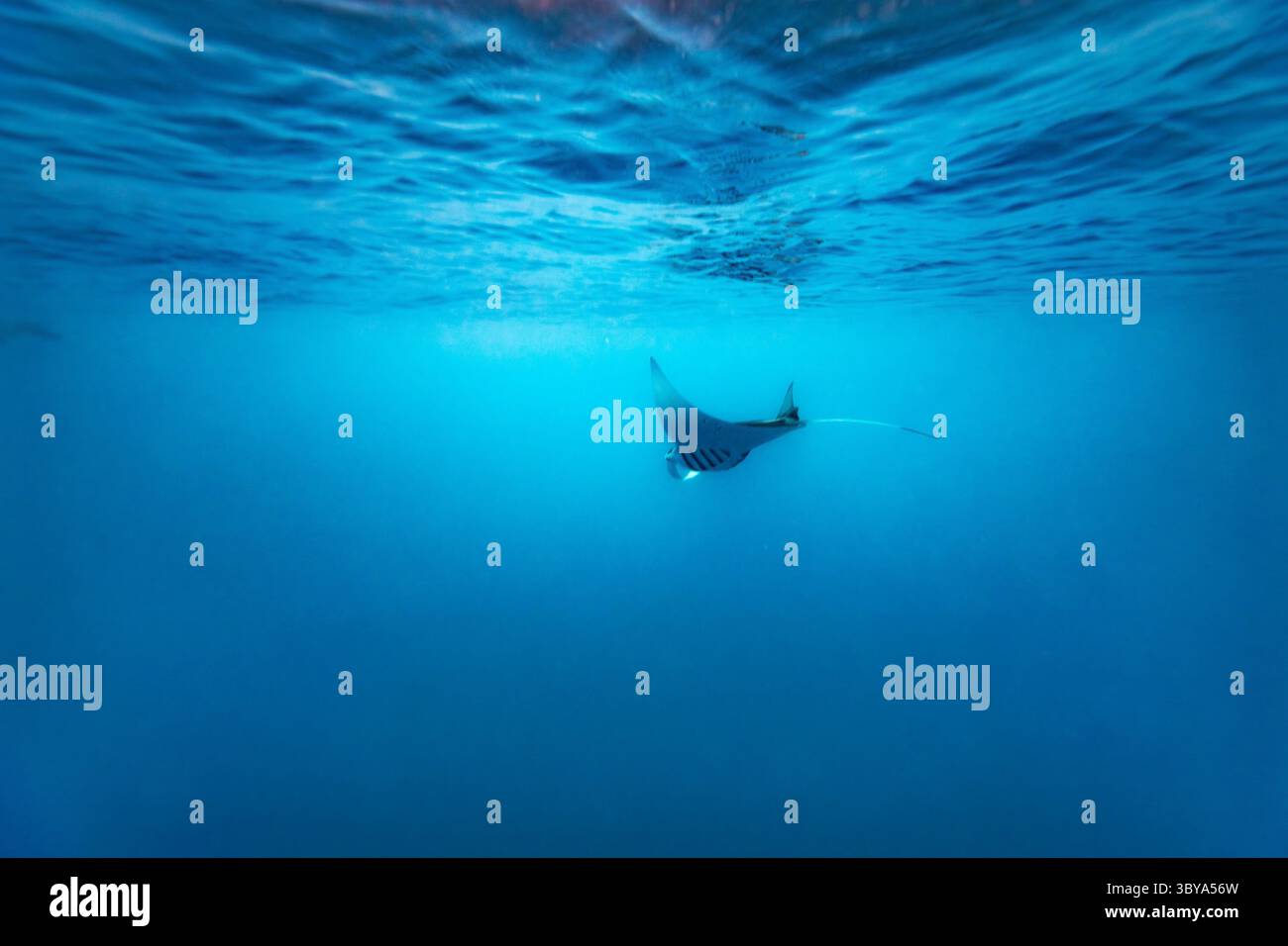 Manta ray, Mobula alfredi Stock Photo - Alamy
