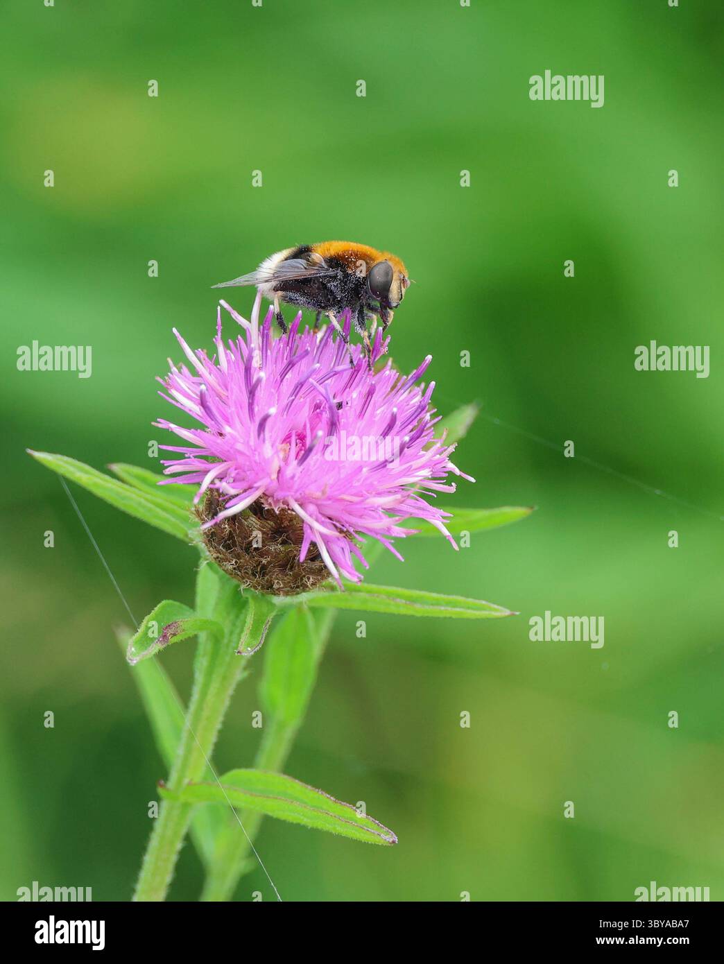 Kinnego july 2025 hi-res stock photography and images - Alamy