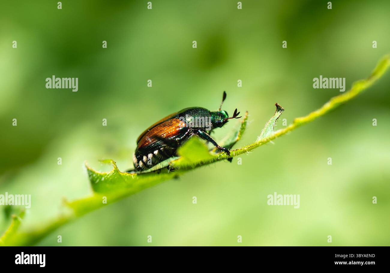 Shiny beetle macro view hi-res stock photography and images - Alamy