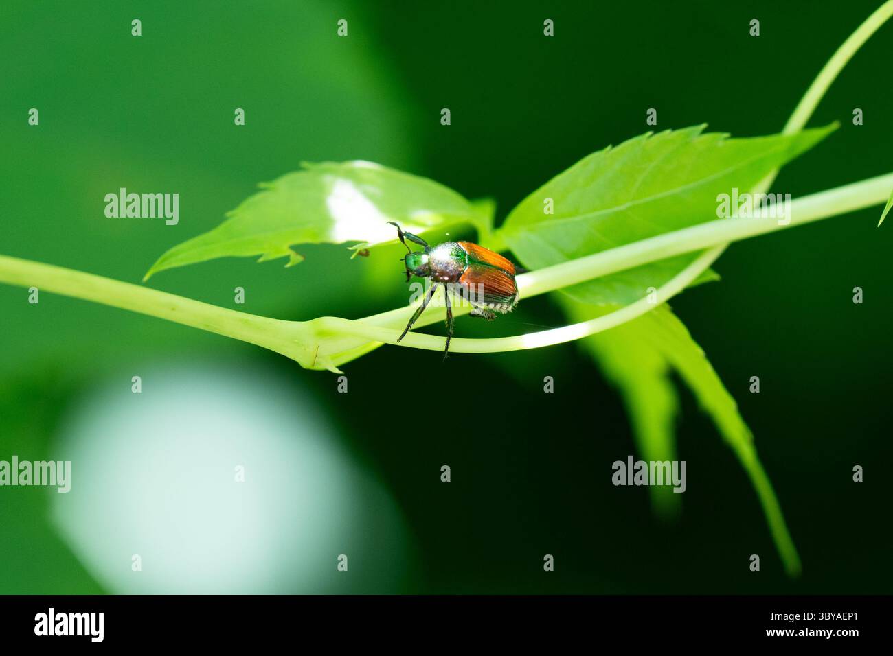 Macro view iridescent green hi-res stock photography and images - Alamy