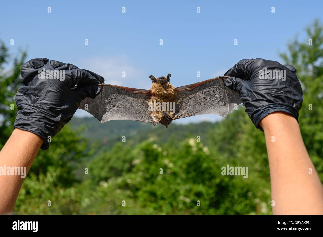 Corpse specimen hi-res stock photography and images - Alamy