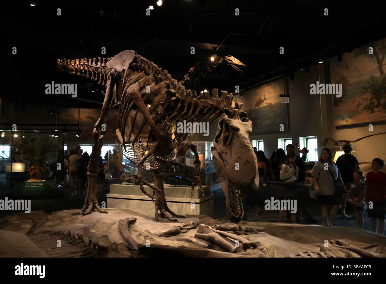 General view of a Daspletosaurus fossil at the Field Museum in Chicago ...