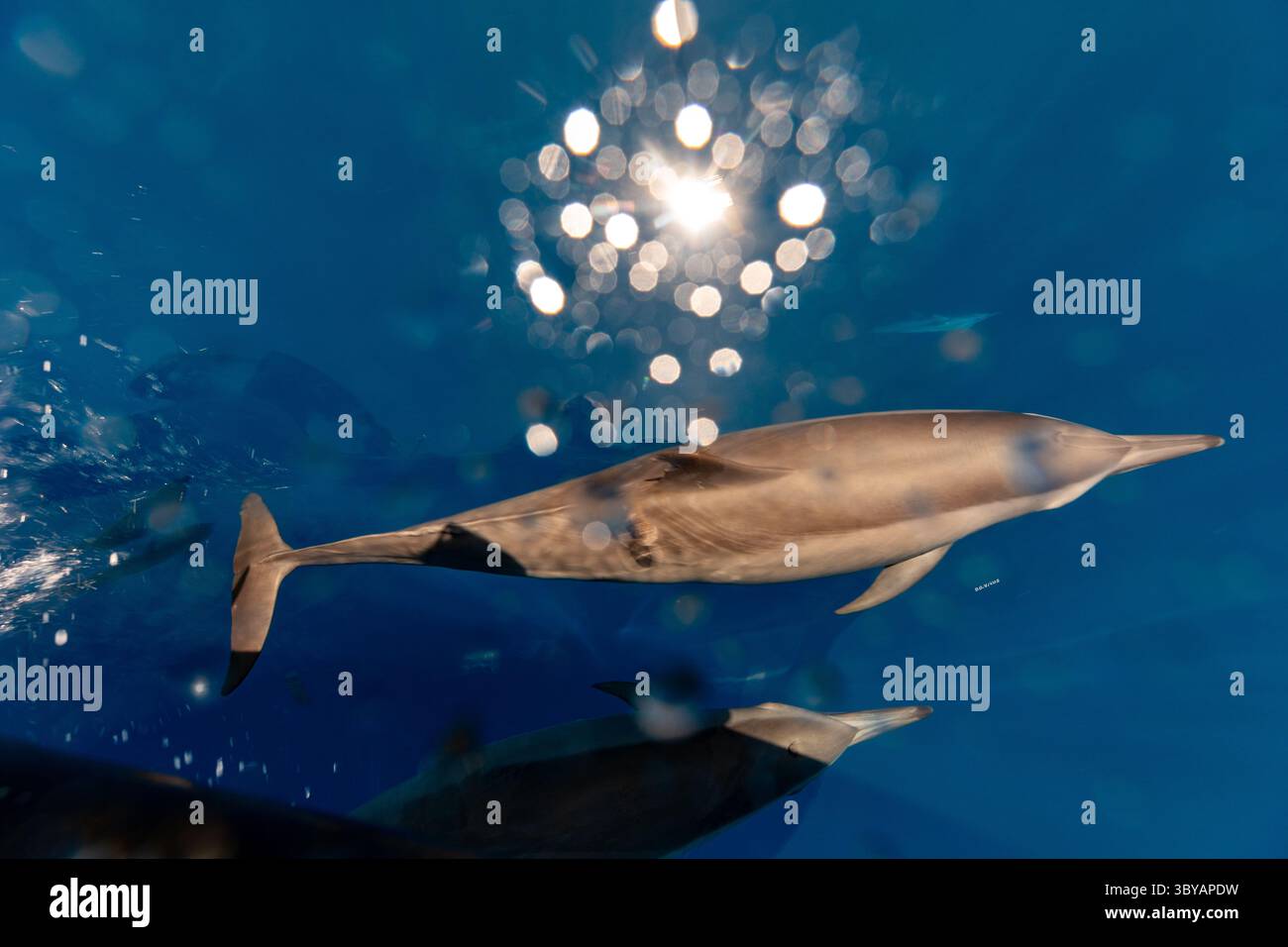 Dolphins swimming in tropical water hi-res stock photography and images ...