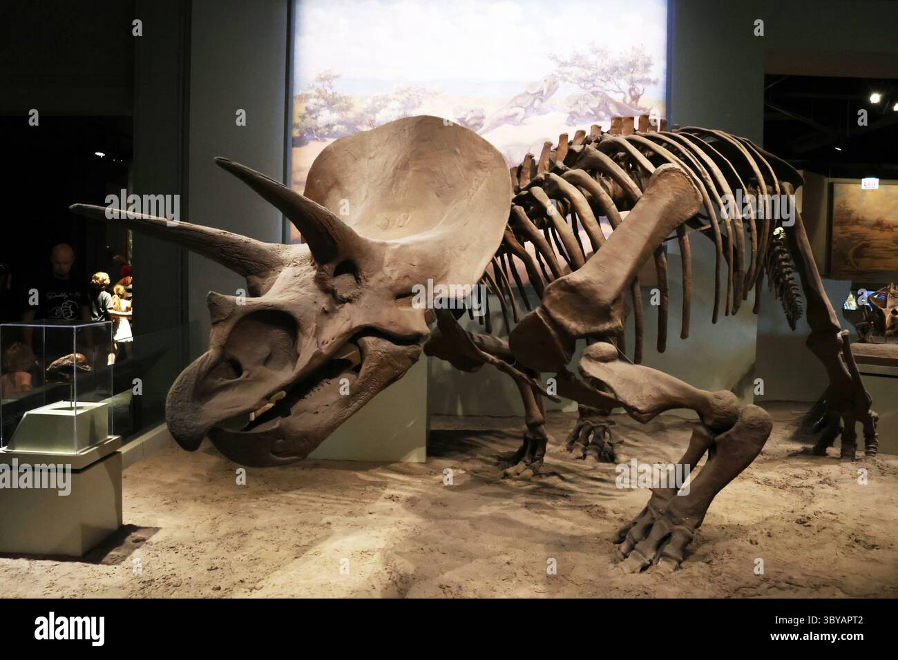 A general view of a Triceratops dinosaur fossil on display at the Field ...