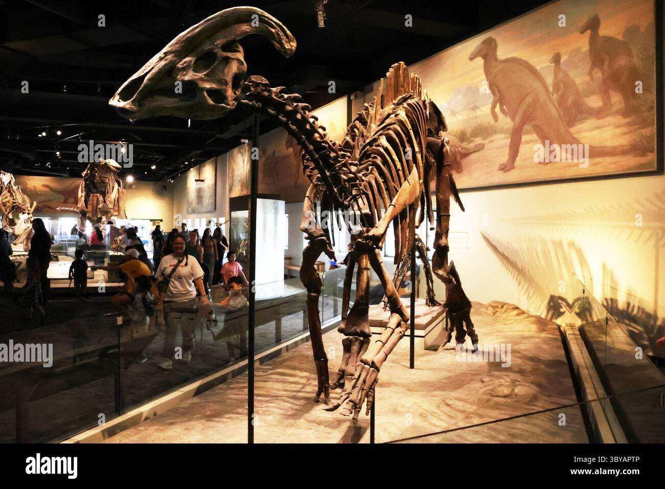 A general view of a Parasaurolophus cyrtocristatus dinosaur fossil at ...